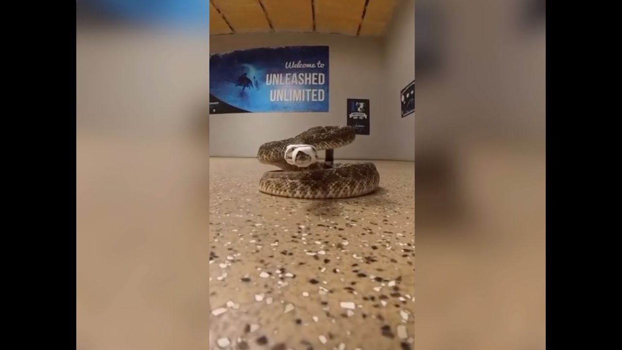 Central Texas Snake Avoidance Training for Dogs - YouTube