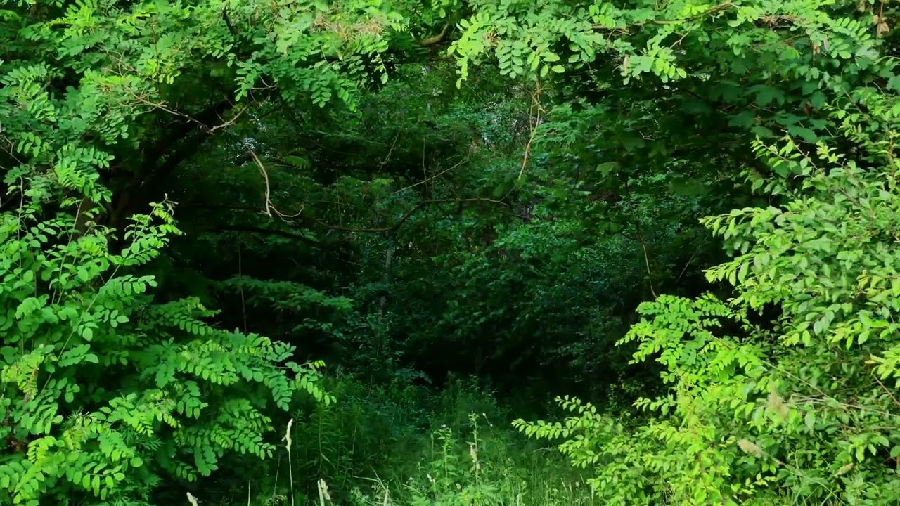 Forest, Entrance to the Forest, Wind in the Trees, Nature, Background ...
