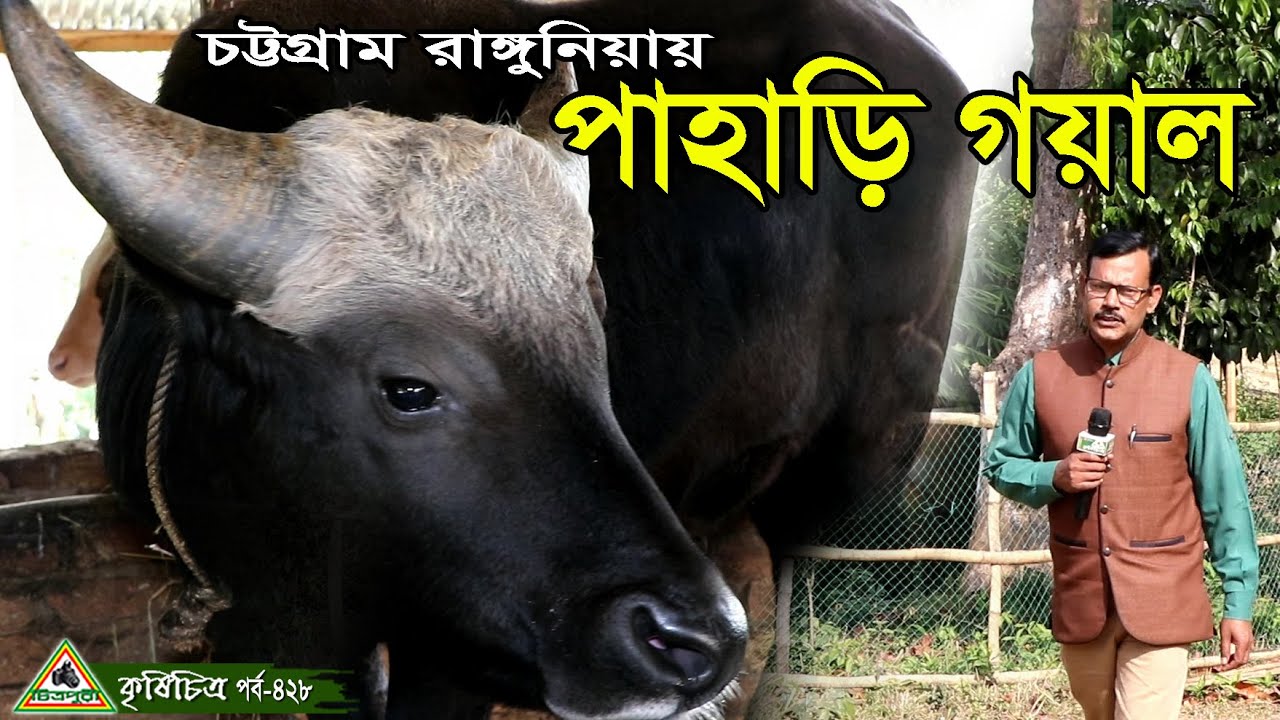 চট্টগ্রাম রাঙ্গুনিয়ায় সম্ভাবনাময় বন গরু/গয়ালের খামার।Goyal Farm ...