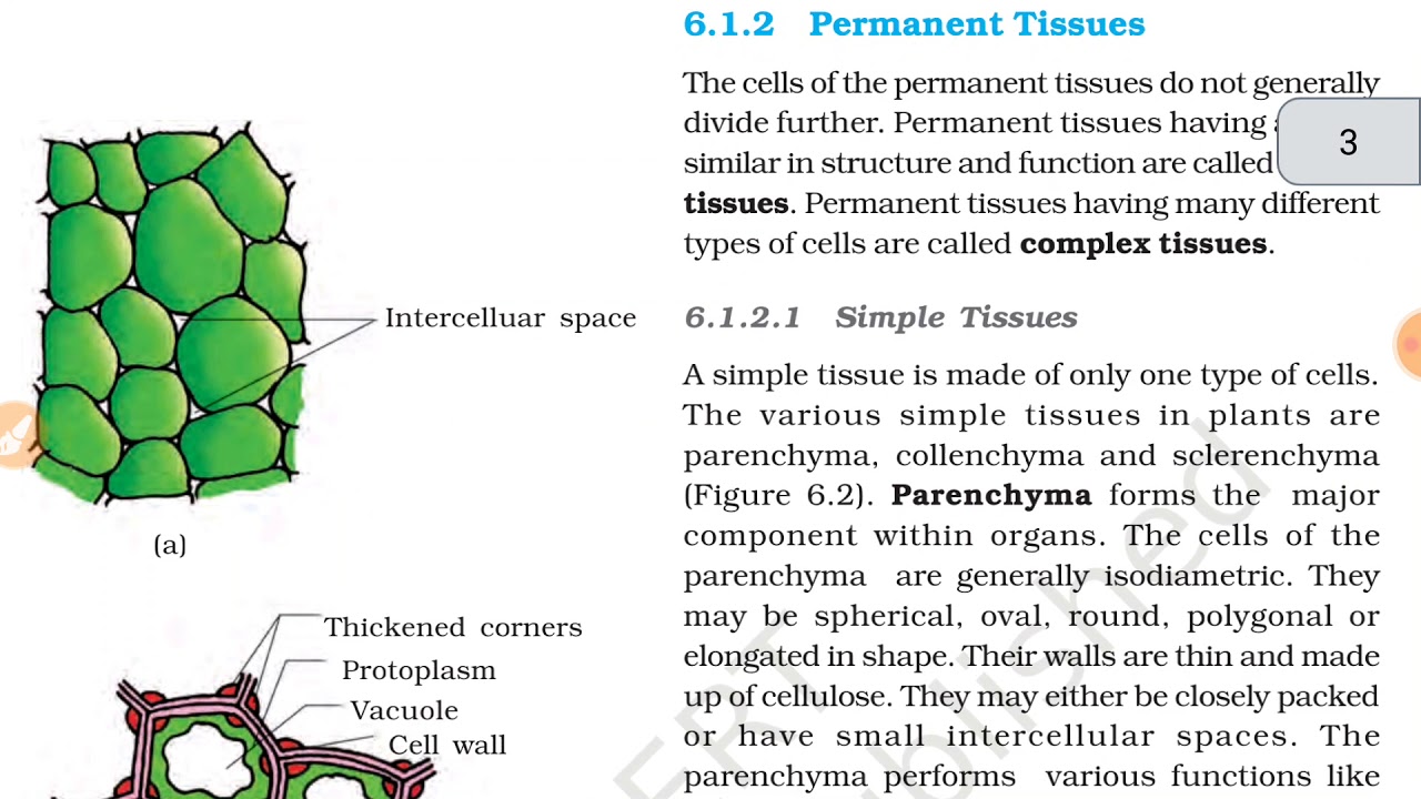 ANATOMY Of FLOWERING Plant Parmanent Tissue Simple Tissue Complex anatomy-of-flowering-plant-parmanent-tissue-simple-tissue-complex