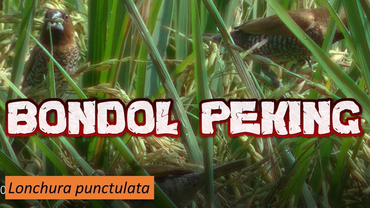BONDOL PEKING (Lonchura punctulata) - YouTube