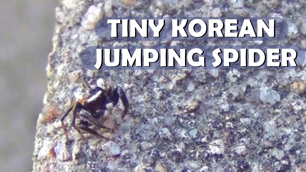 CUTE KOREAN JUMPING SPIDER - YouTube