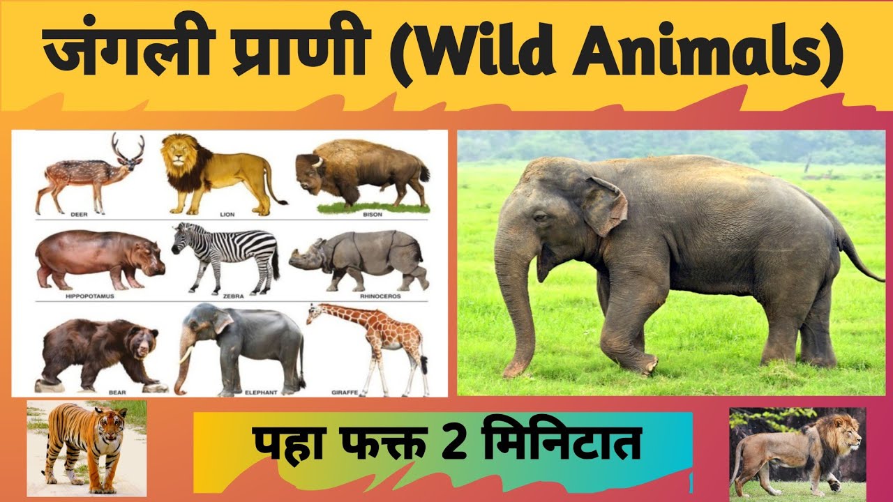 जंगली प्राण्यांची नावे in Marathi //Learn birds names in Marathi with ...