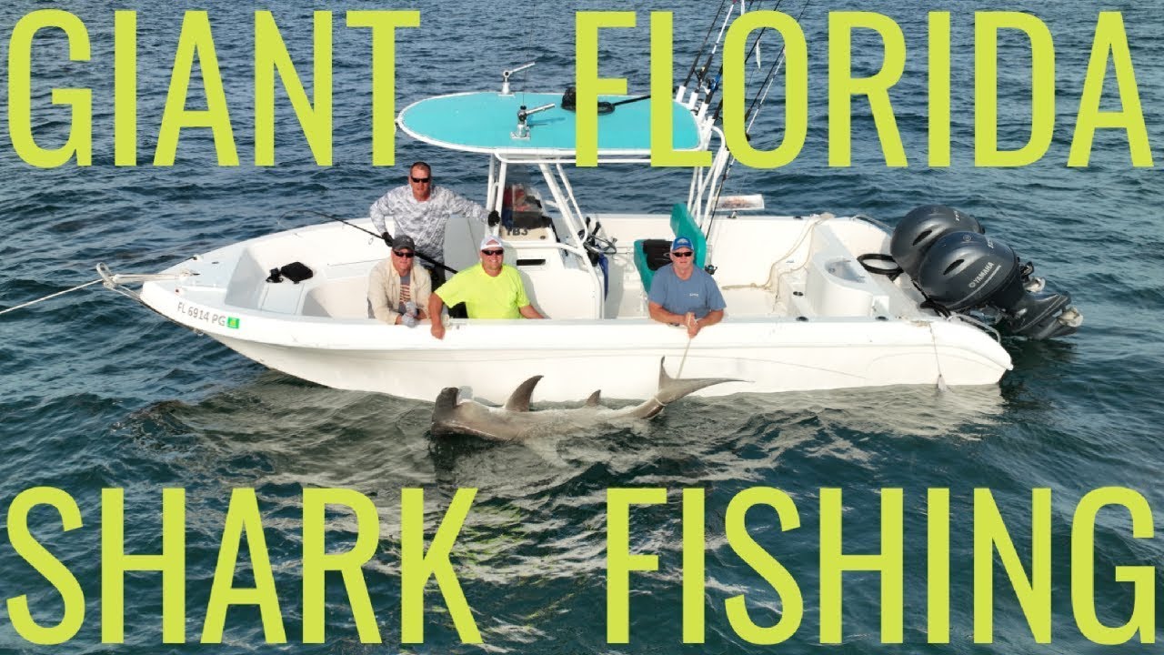 GIANT SHARKS IN THE FLORIDA KEYS 4K | MARATHON FLORIDA - UP NORTH ...