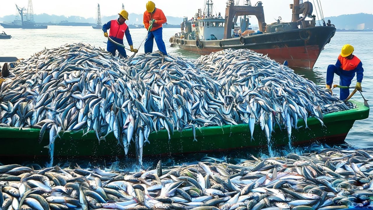 Unbelievable method of catching and processing herring, fishermen catch ...