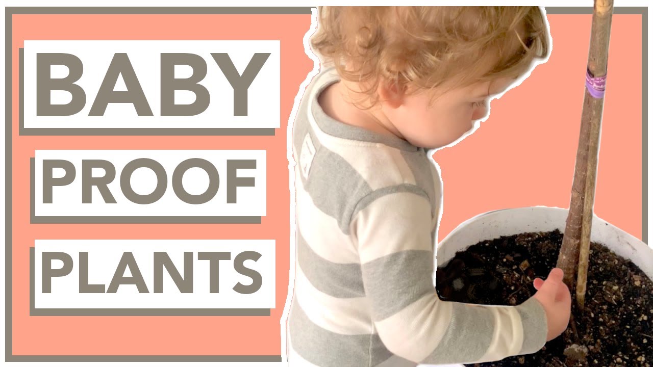Baby Proofing Floor Plants | Viewfloor.co
