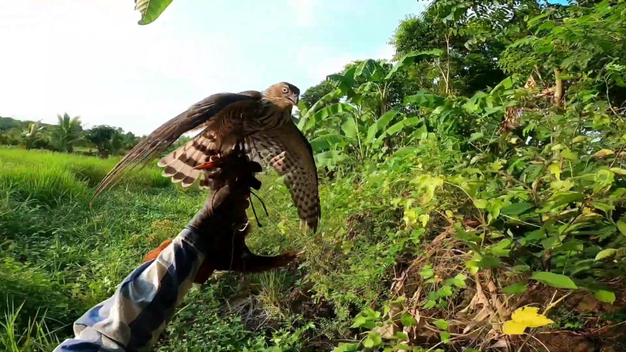 shikra hawk hunting- Đi săn cùng shikra - YouTube