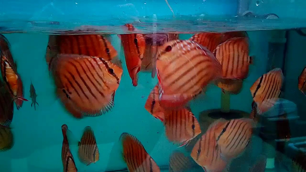 DISCUS-SINER.SK WILD ROYAL CURIPERA 8/2018 - YouTube