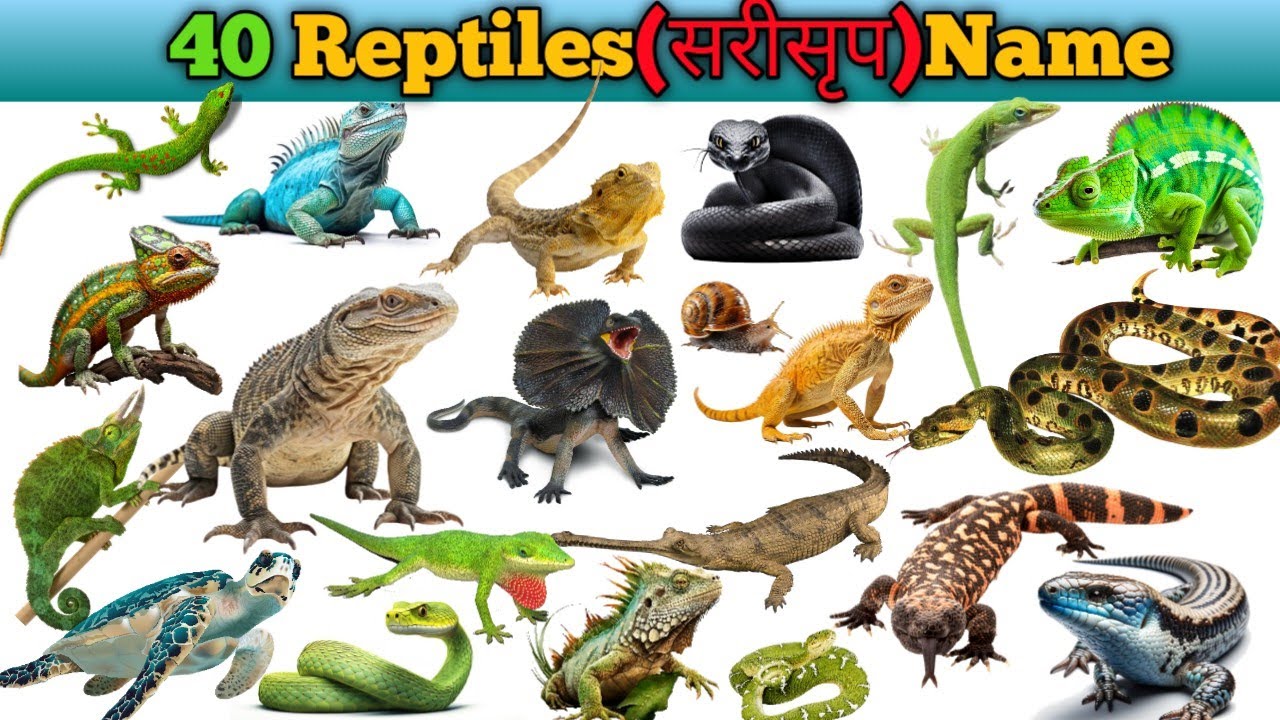 Reptiles Name in Hindi and English || Reptiles Animals Name - YouTube