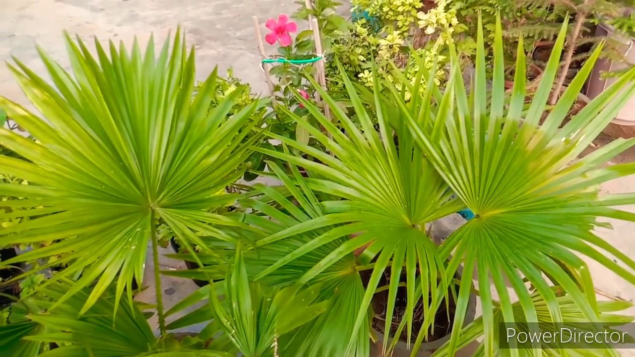 how to grow and care China 😲🤔 palm in summer best caring tips - YouTube