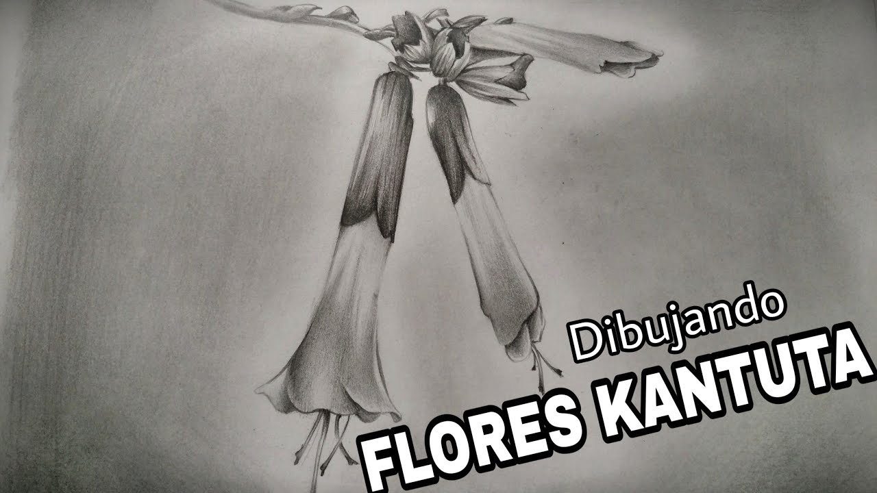 Como dibujar FLORES KANTUTA | dibujo realista a lápiz - YouTube