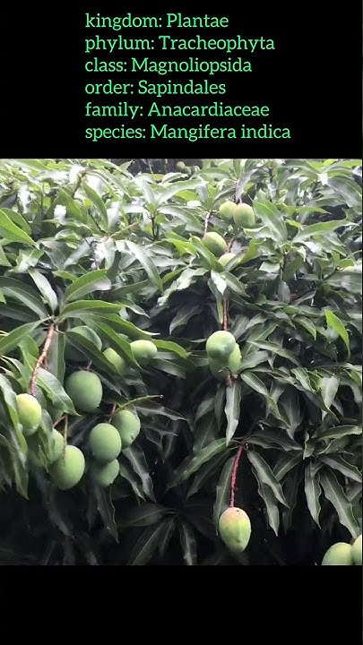 MANGO CLASSIFICATION - YouTube