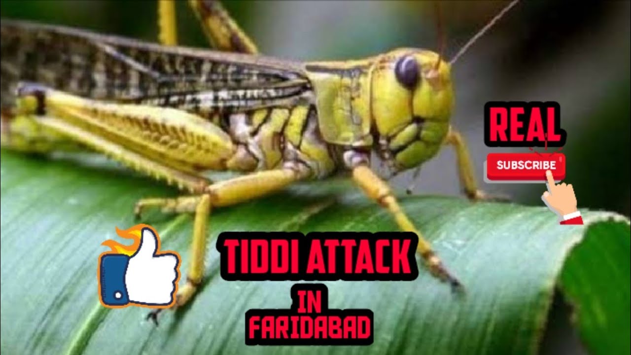 Tiddi Attack in Faridabad - YouTube