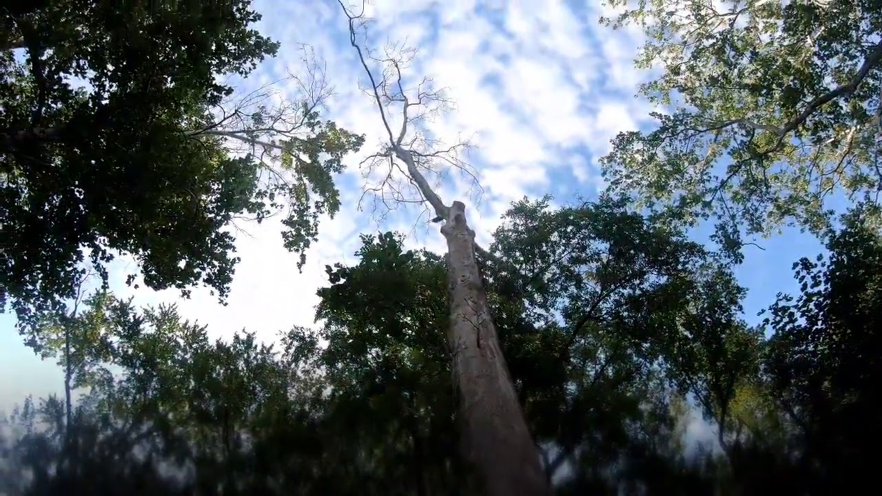 Slammin a sycamore tree and doing some pruning - YouTube