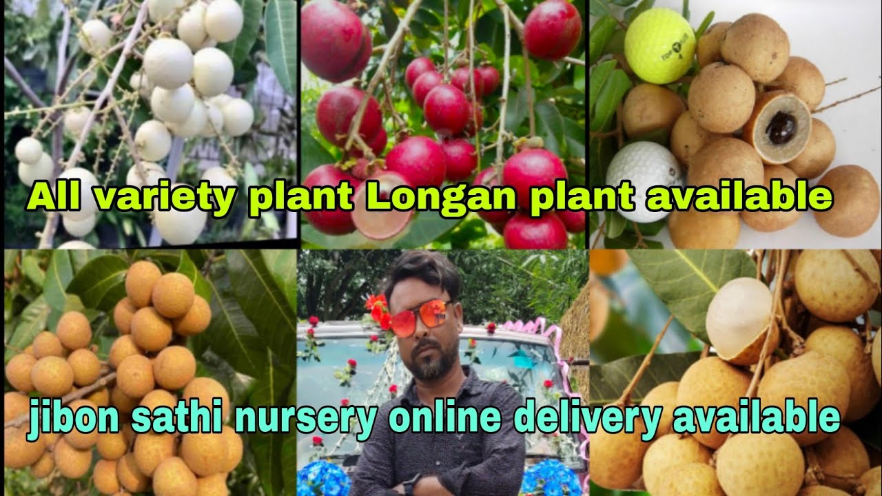 how to Ping pong Longan All variety ka Longan plant available | Four ...