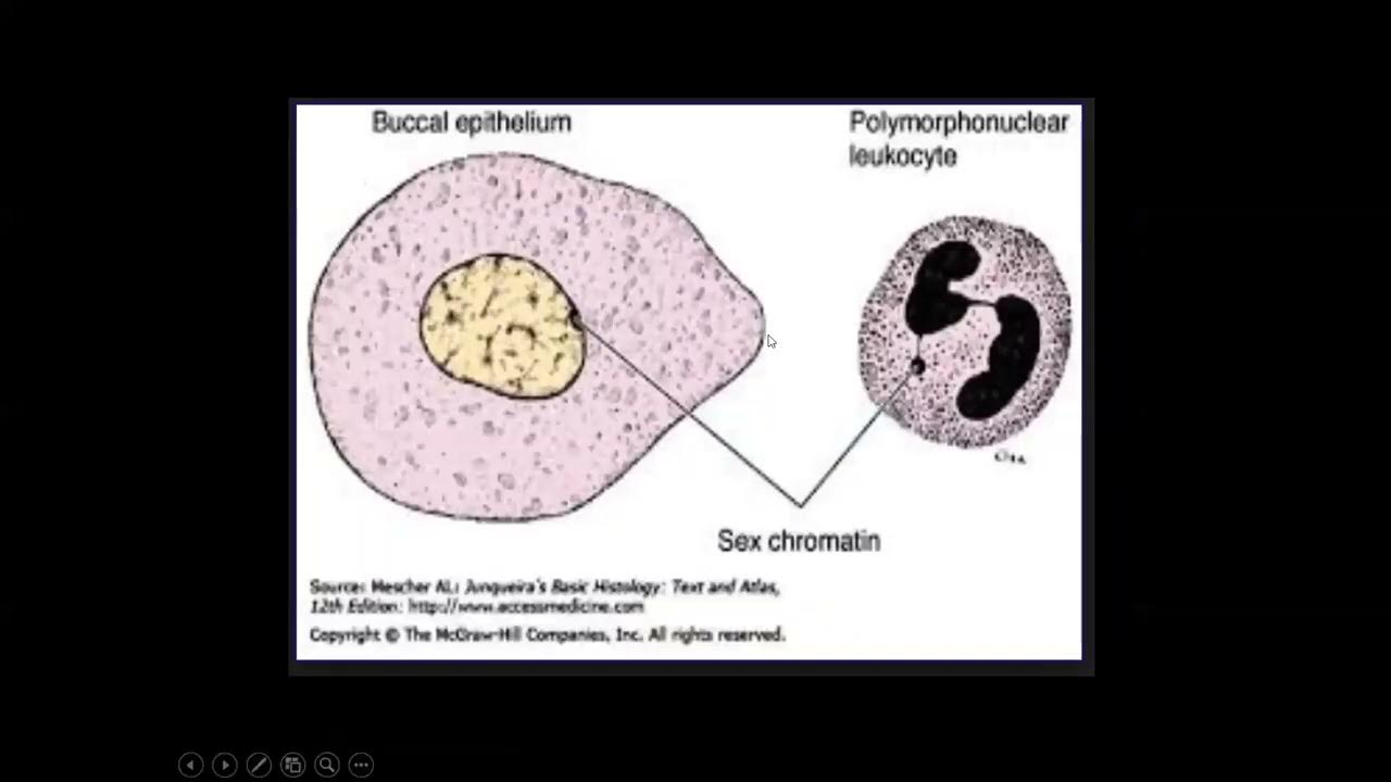Sex Diff For Md Vdo Youtube