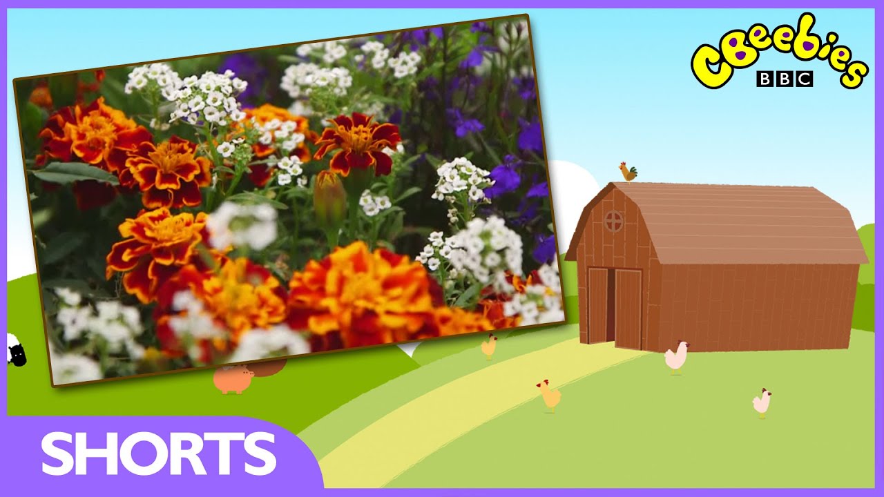 CBeebies: Learn About Plants With Down On The Farm - YouTube