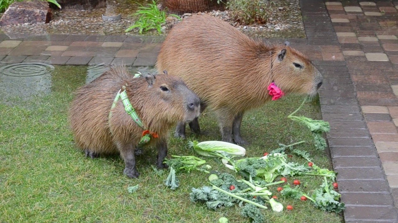 Eating in the rain - YouTube
