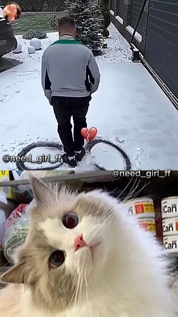give this video funny memes #cat #meme - YouTube