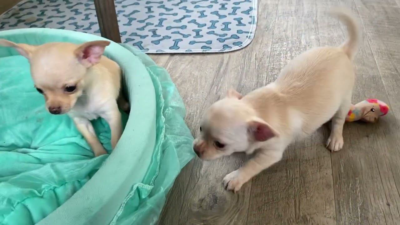 7 week old darling chihuahua puppies - YouTube