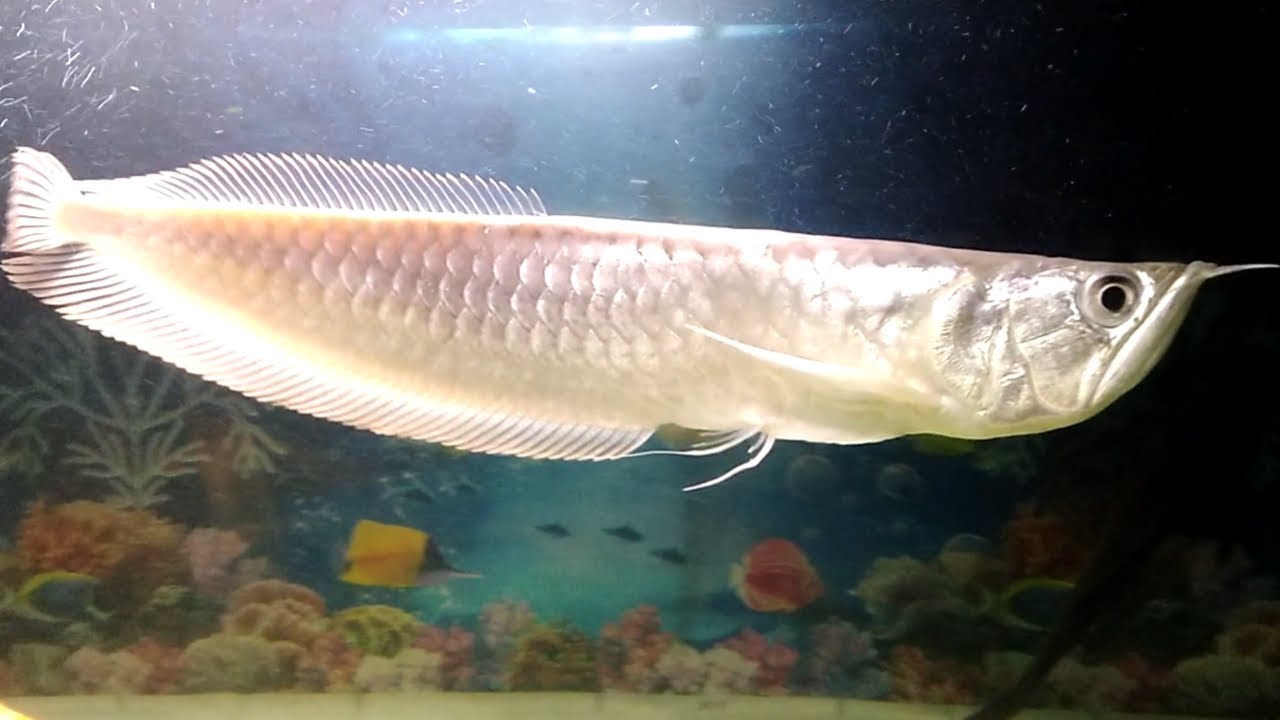 Arrowana - 1 YR Time lapse | My Silver Arrowana | Growth video # ...