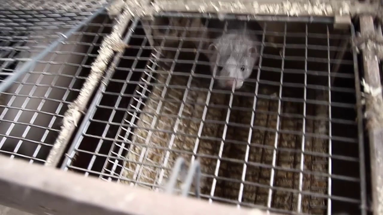 Thousands of mink freed from cages (Sweden) - Another view - YouTube