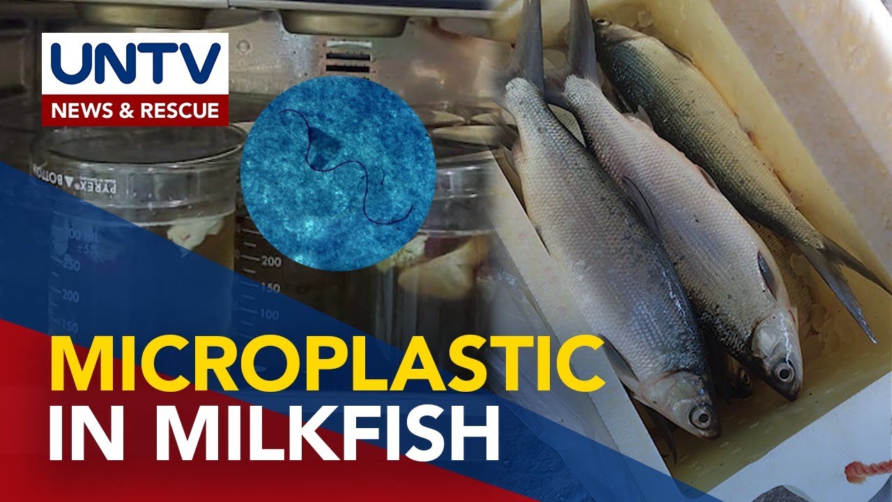 Experts found microplastic particles present in intestines of milkfish ...