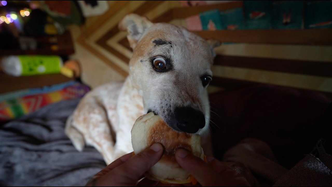 Breakfast Sandwich 🐕 - Deleted Scenes - YouTube