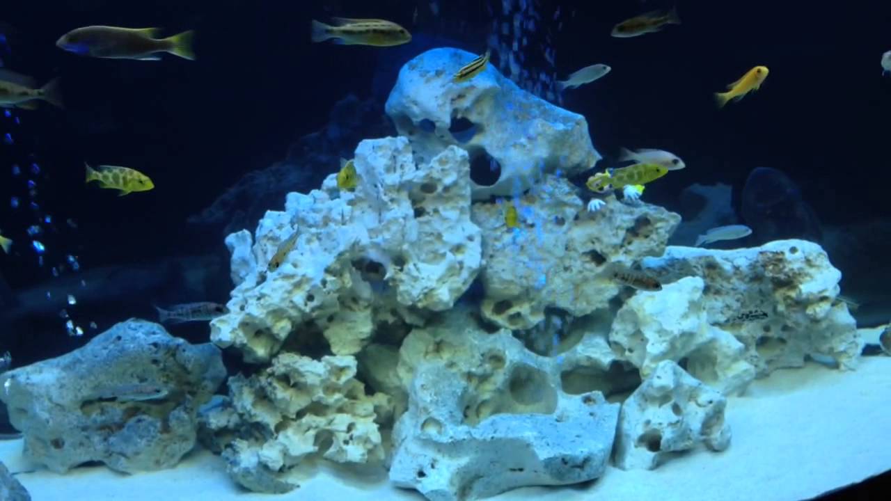 African cichlid rock work - YouTube