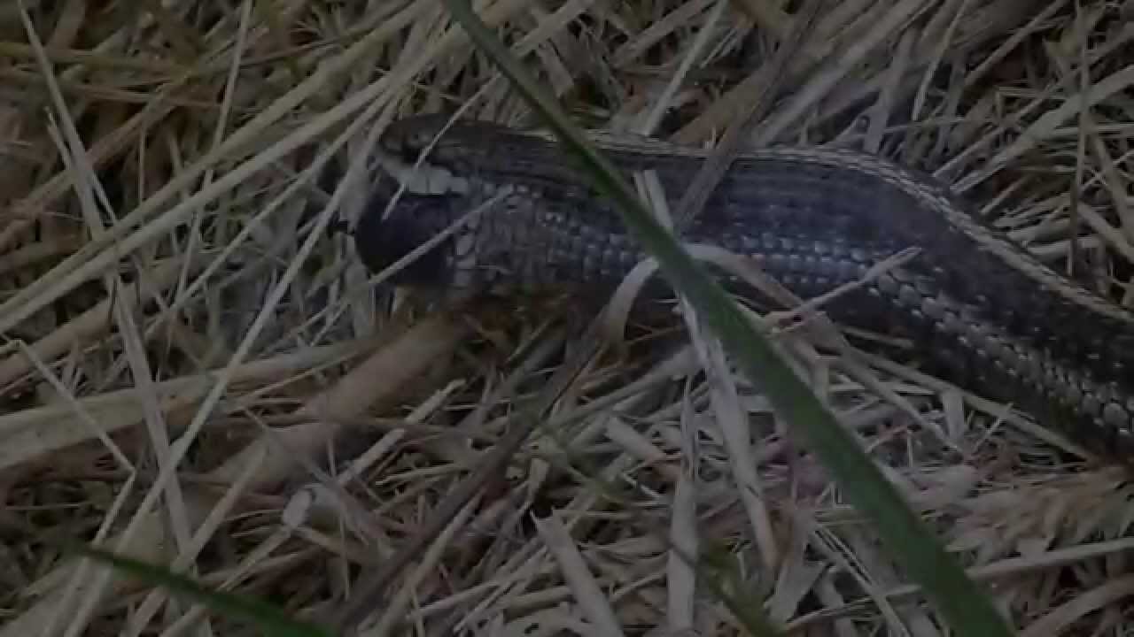 Garden Garter Snake Eating a Slug - YouTube