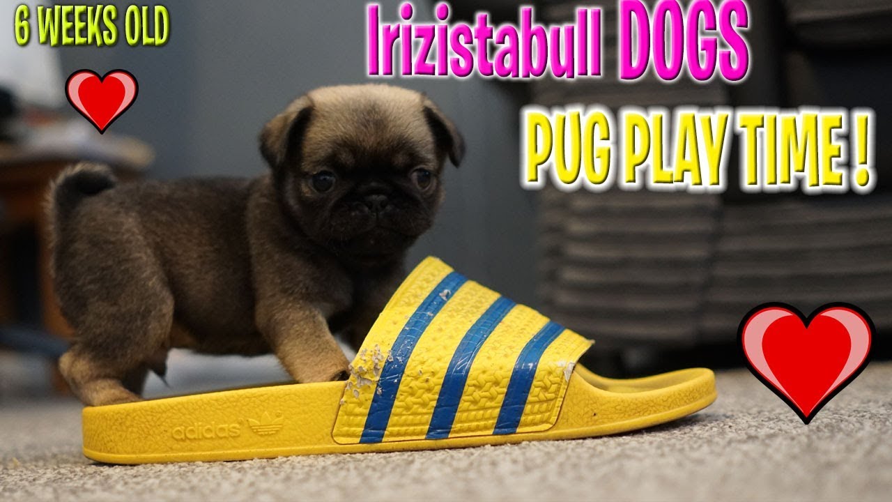 PUG PUPPIES PLAYTIME ! CUTE PUPPIES 6 WEEKS OLD | 2019 - YouTube