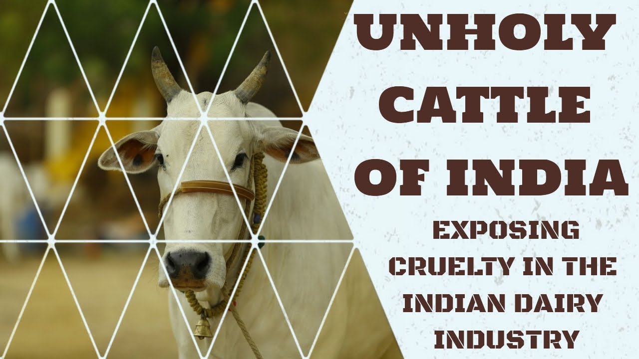 Unholy Cattle of India : Exposing Cruelty in the Indian Dairy Industry ...