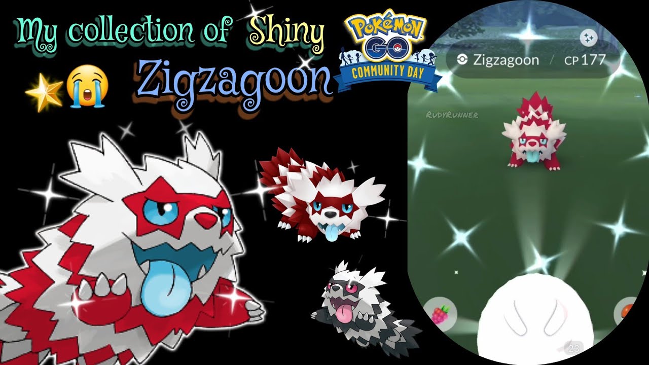 [Pokémon Go!] My Collection😭 Of Shiny Zigzagoon || community day event ...