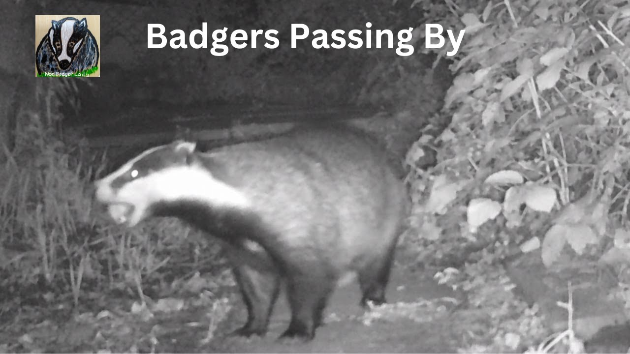Badgers Passing By - doing various badger activities - YouTube