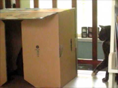 Two cats one box - YouTube