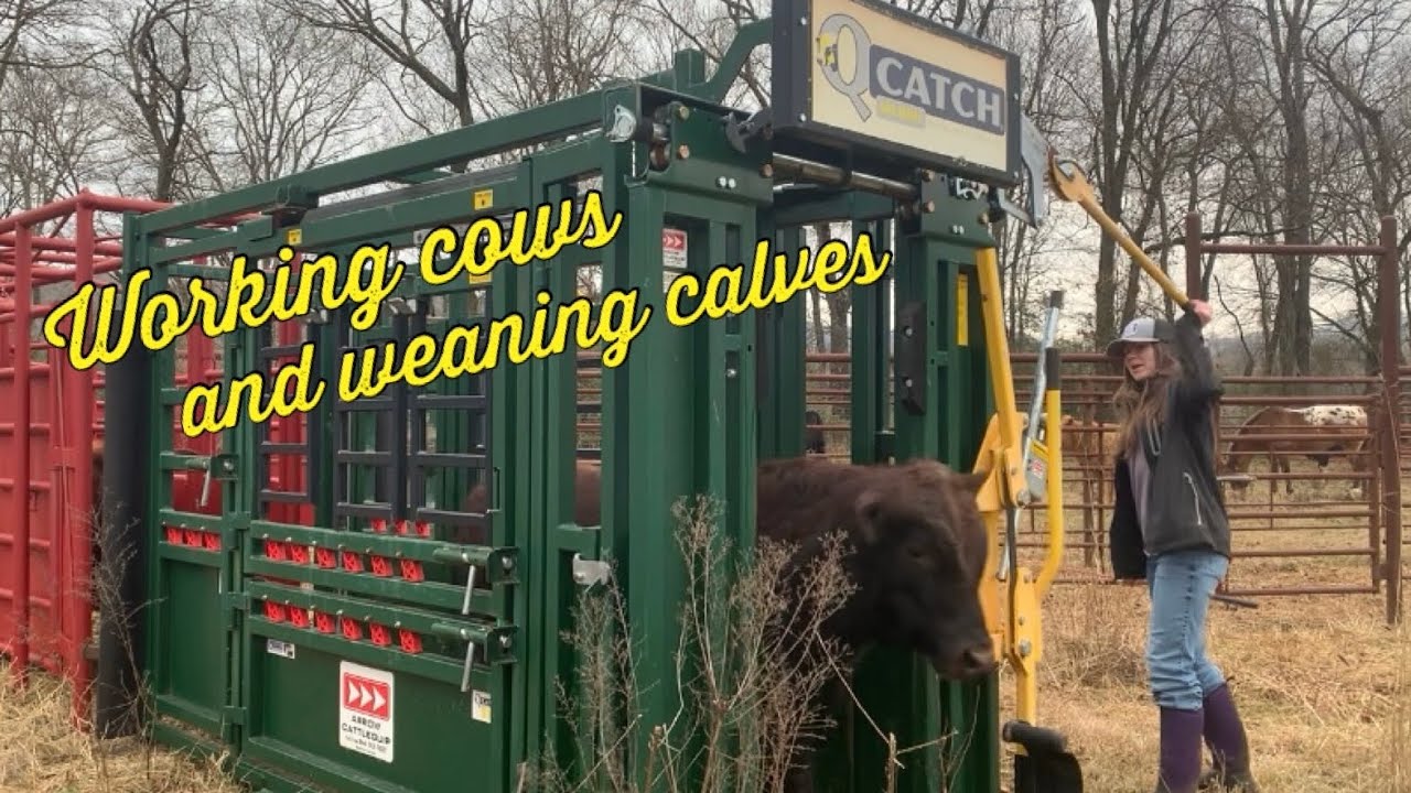 Working cows and weaning calves - YouTube