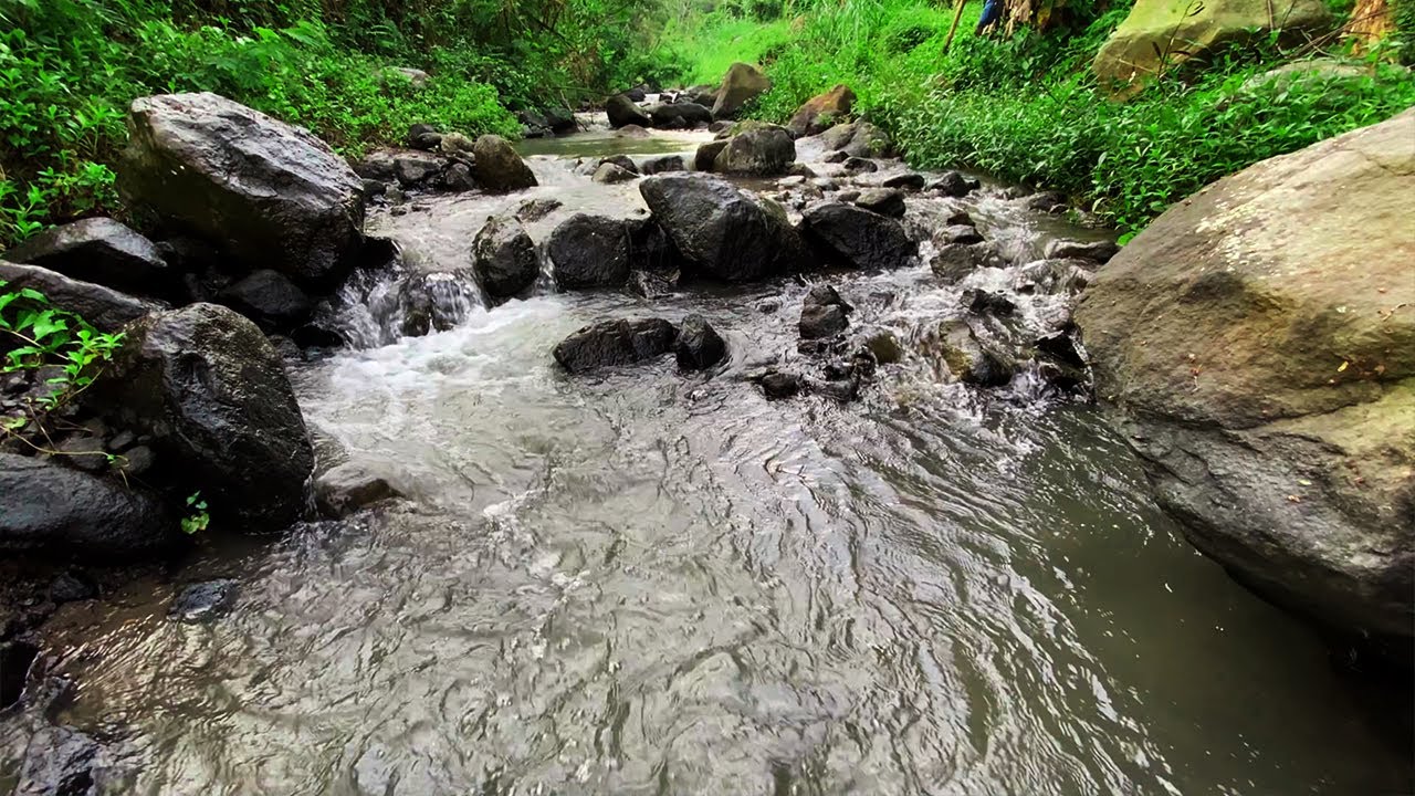 Morning Stream Flowing in the Forest, Relaxing River Sounds To ...