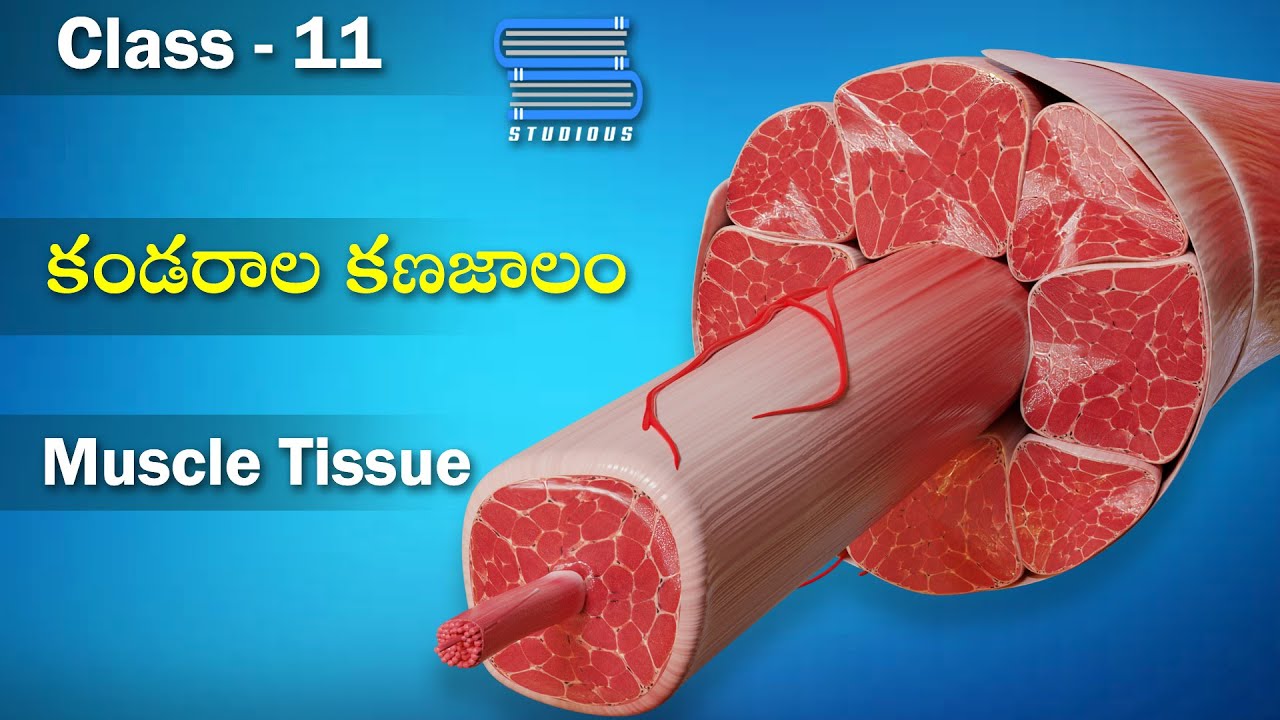 కండరాల కణజాలం – Muscle Tissue | Structural organization of Animals ...