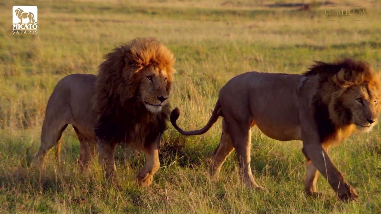 National Geographic Documentary Prehistoric predators Wildlife Animals ...