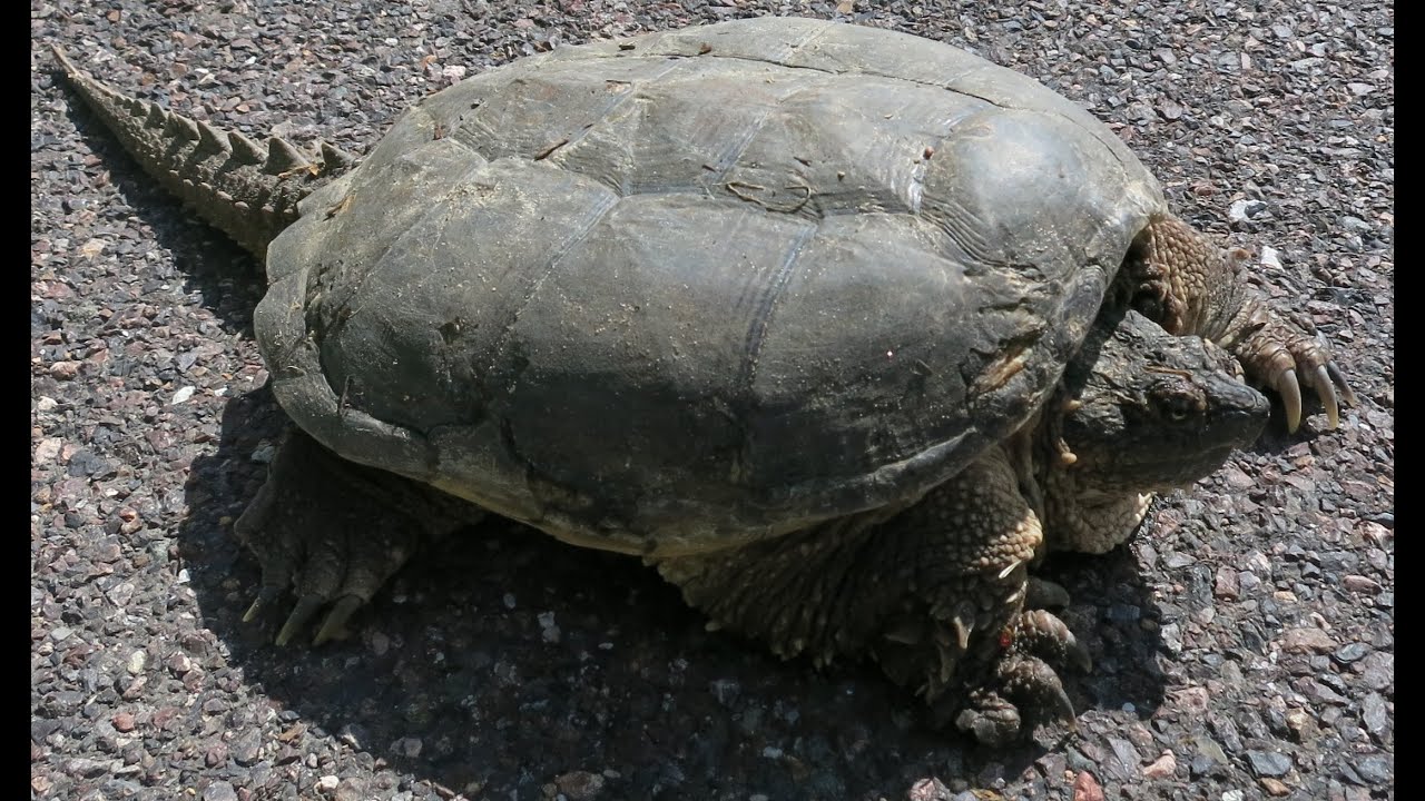 Snapping turtle in the road. Turtle crossing. - YouTube