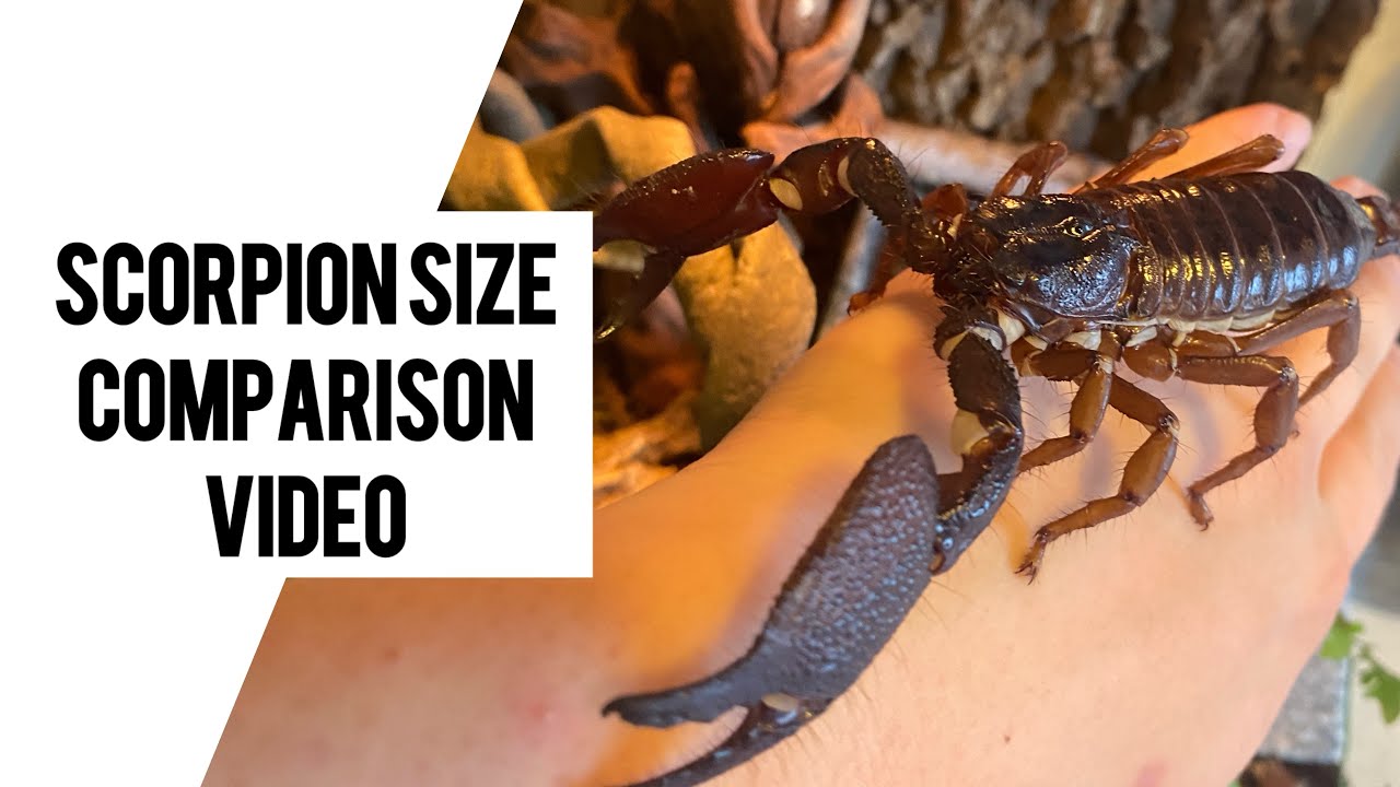 SCORPION SIZE COMPARISON (warning: BIG scorps) - YouTube