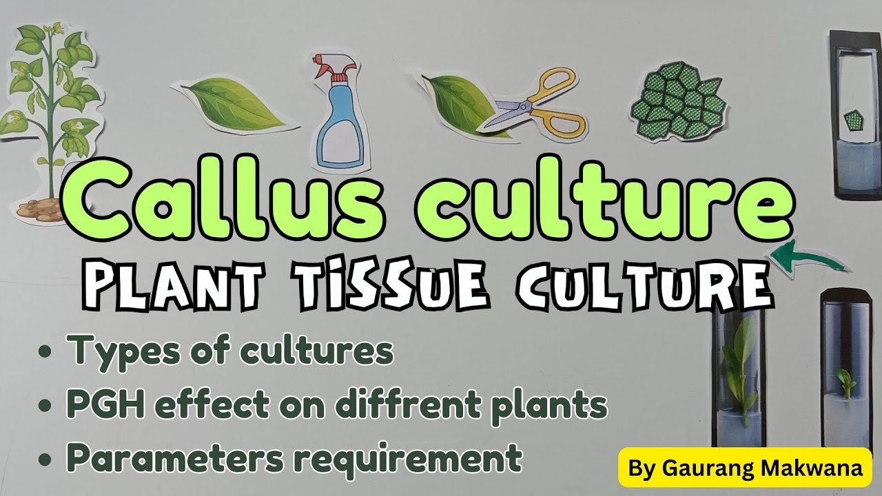 Callus Culture Step-by-Step | Types of Plant Tissue Culture | Explant ...