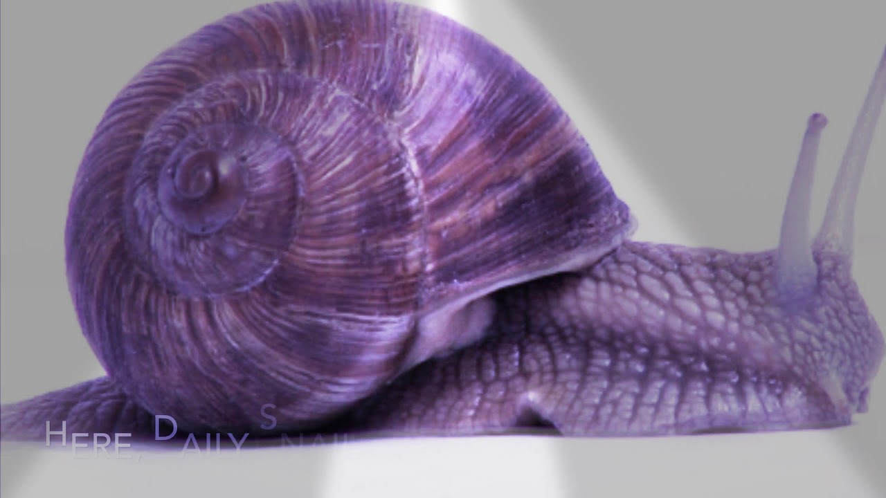 Welcome The Daily Snail || Introduction - Day #1 - YouTube