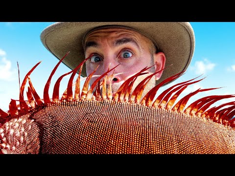 Entre na perigosa Ilha dos Dragões ou Fuja com Medo | Brave Wilderness Português