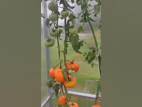 Томат Немецкая клубника оранжевая. Один из любимейших помидоров ! # ...