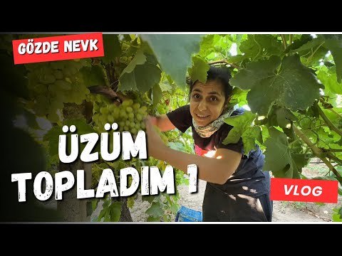 GÖZDE NEVK ÜZÜM BAĞLARI VLOG 1 MANİSA 