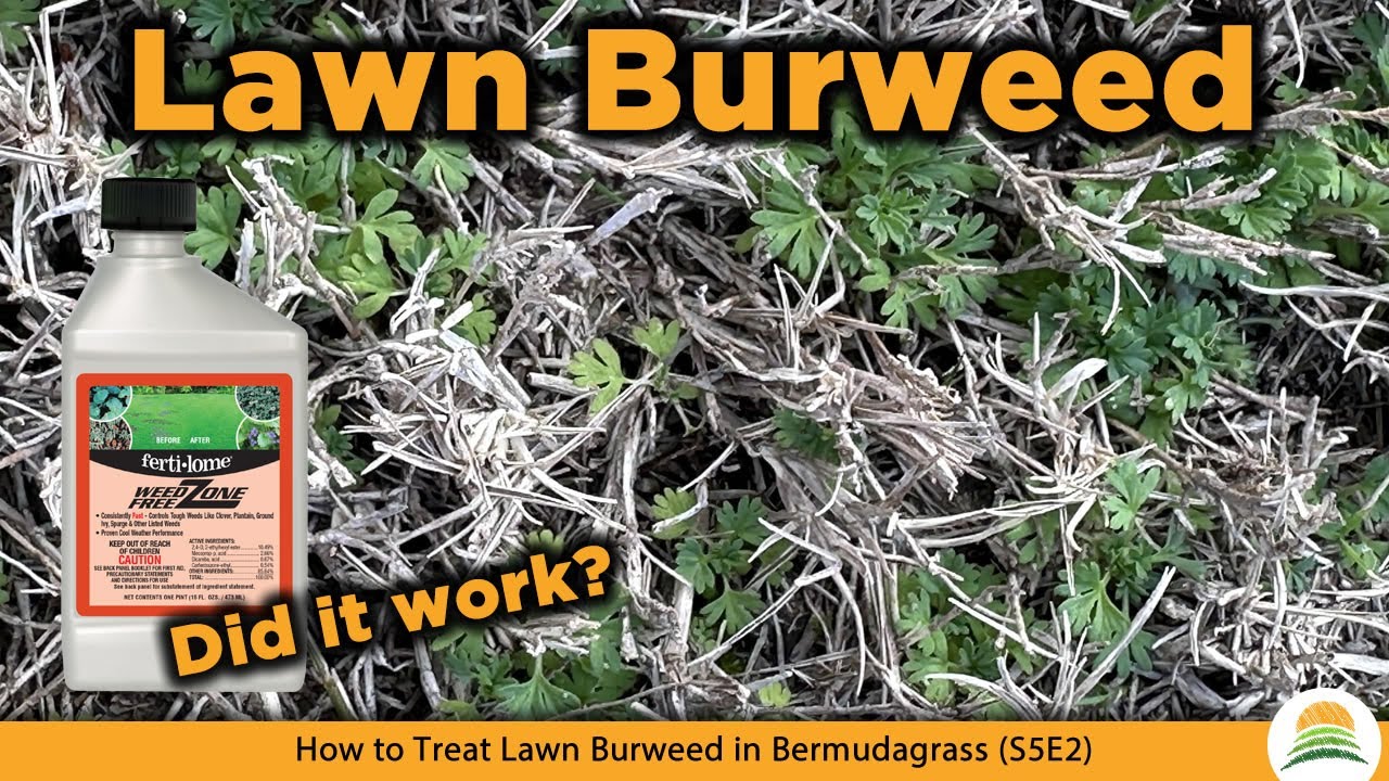 How to Treat Lawn Burweed in Bermudagrass ☀️ (S5E2) - YouTube