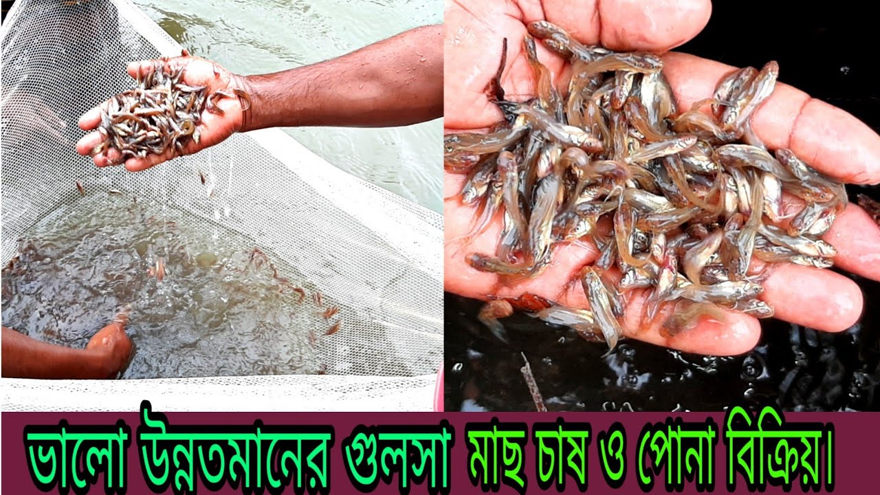 Amazing High Quality Gulsha Tengra Fish Seeds- Call: 01781700794 - YouTube