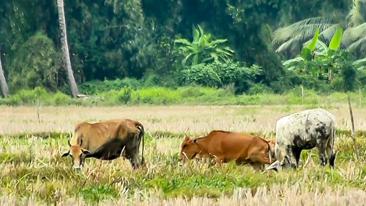 The cows are released into the barren grass fields during the dry ...