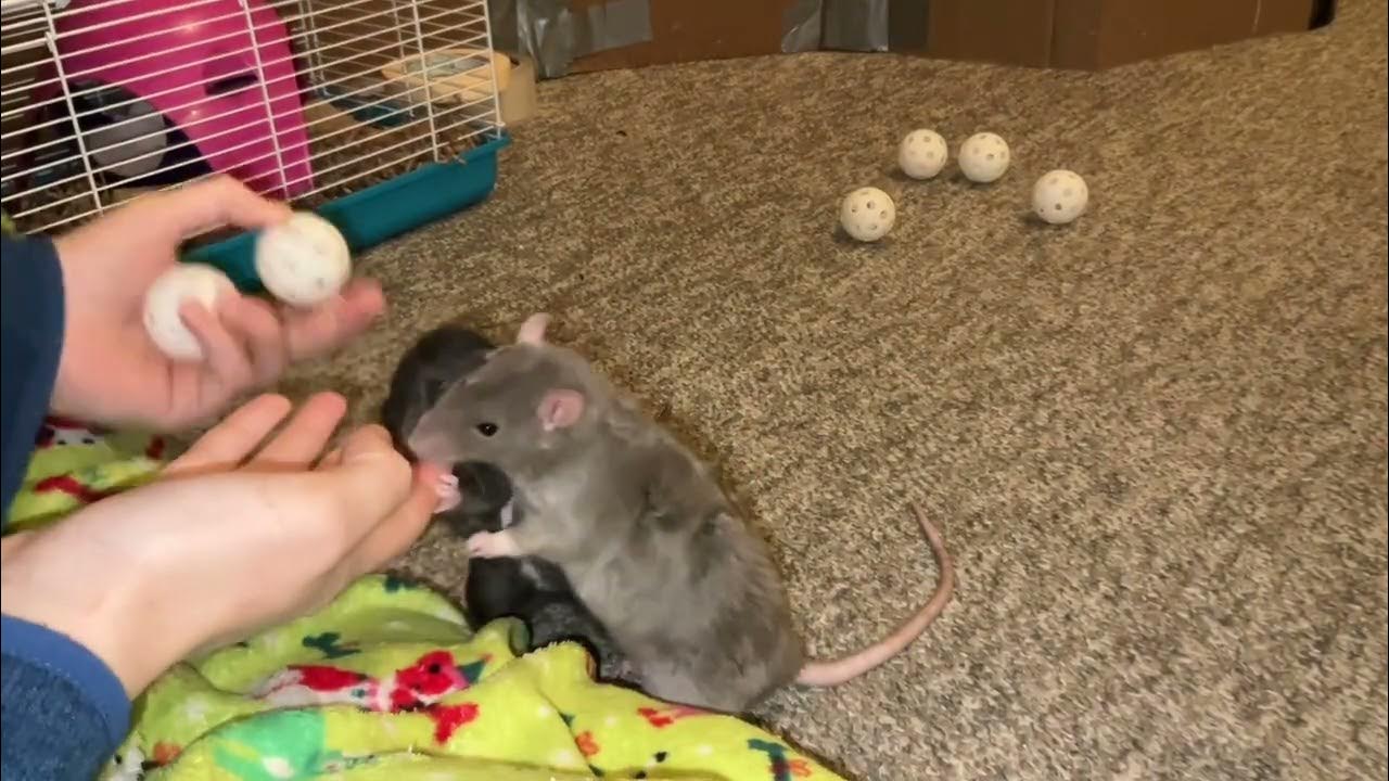 My smart pet rats Crumb and Cracker playing fetch together! - YouTube